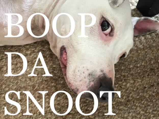 Boop da snoot - NevBlog